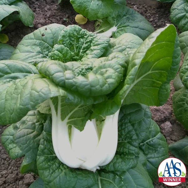 Pac Choi 'Asian Delight' 6-pk | My Site